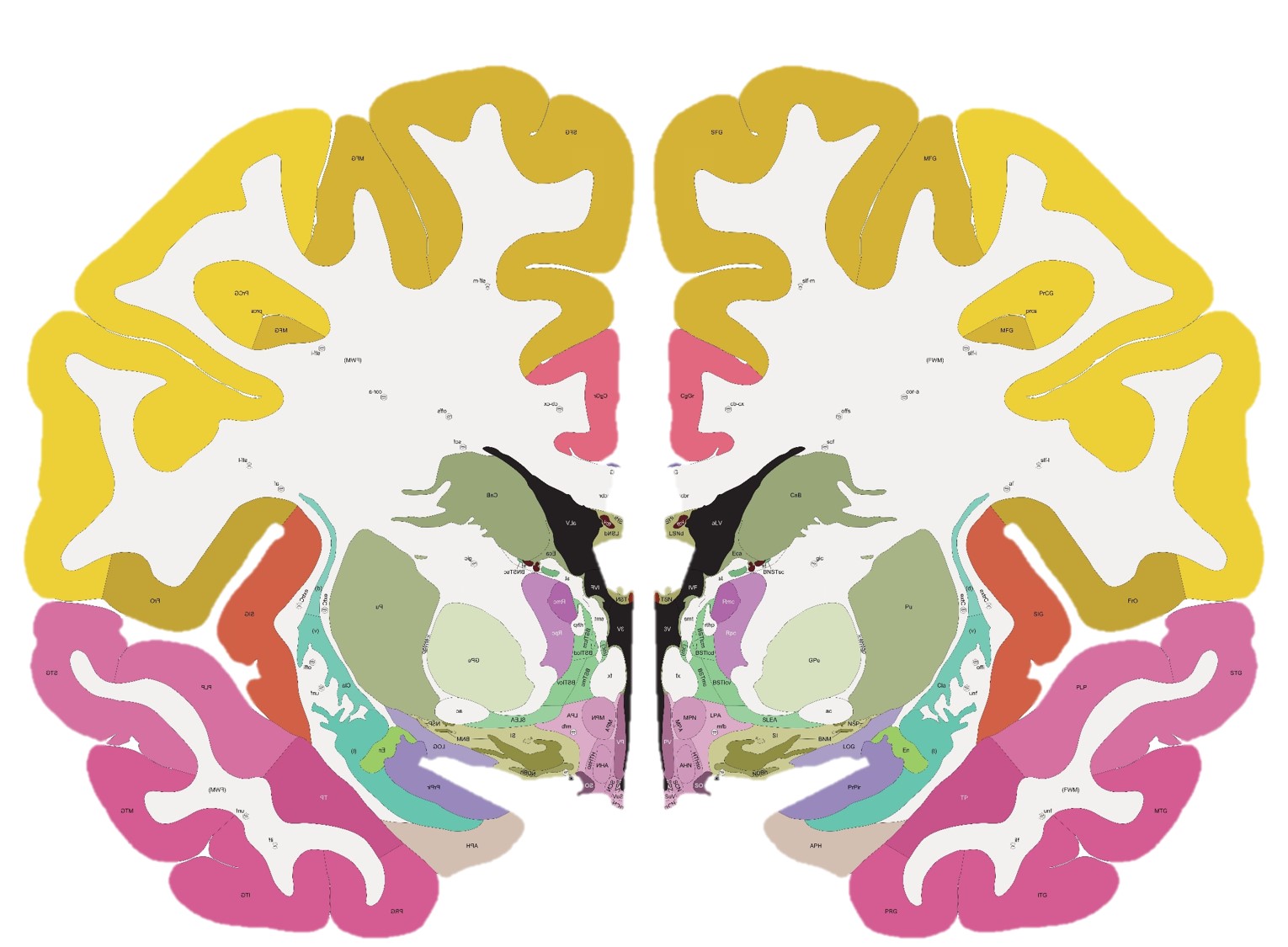 The brain sculpture is finally finished! – SciArt that’ll make you feel ...