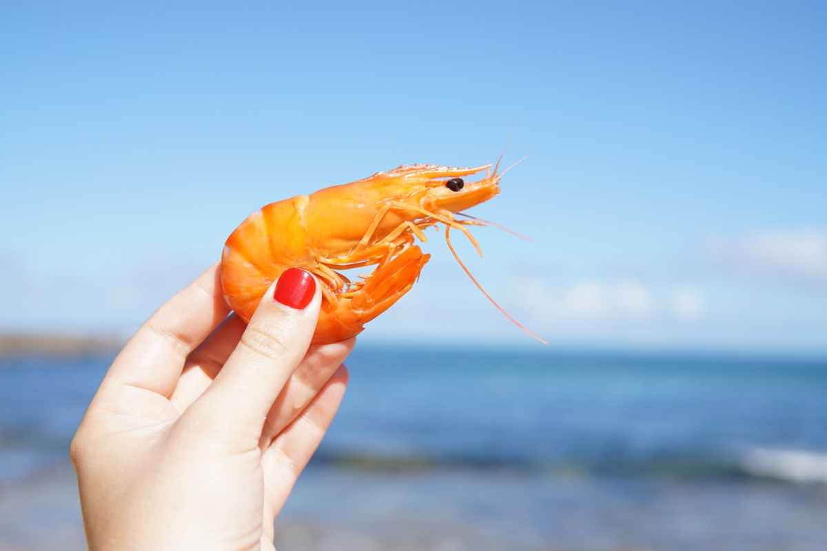 The Shrimp Treadmill Controversy: Why Communicating Science Matters ...
